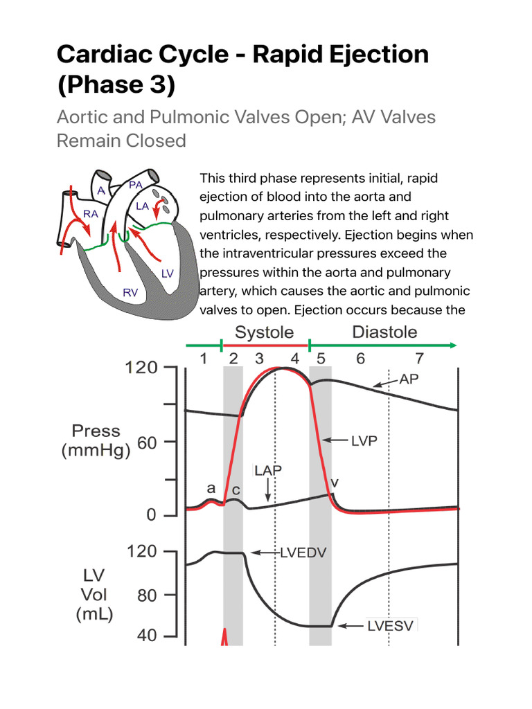 Rapid Ejection Phase of Cardiac Cycle | PDF