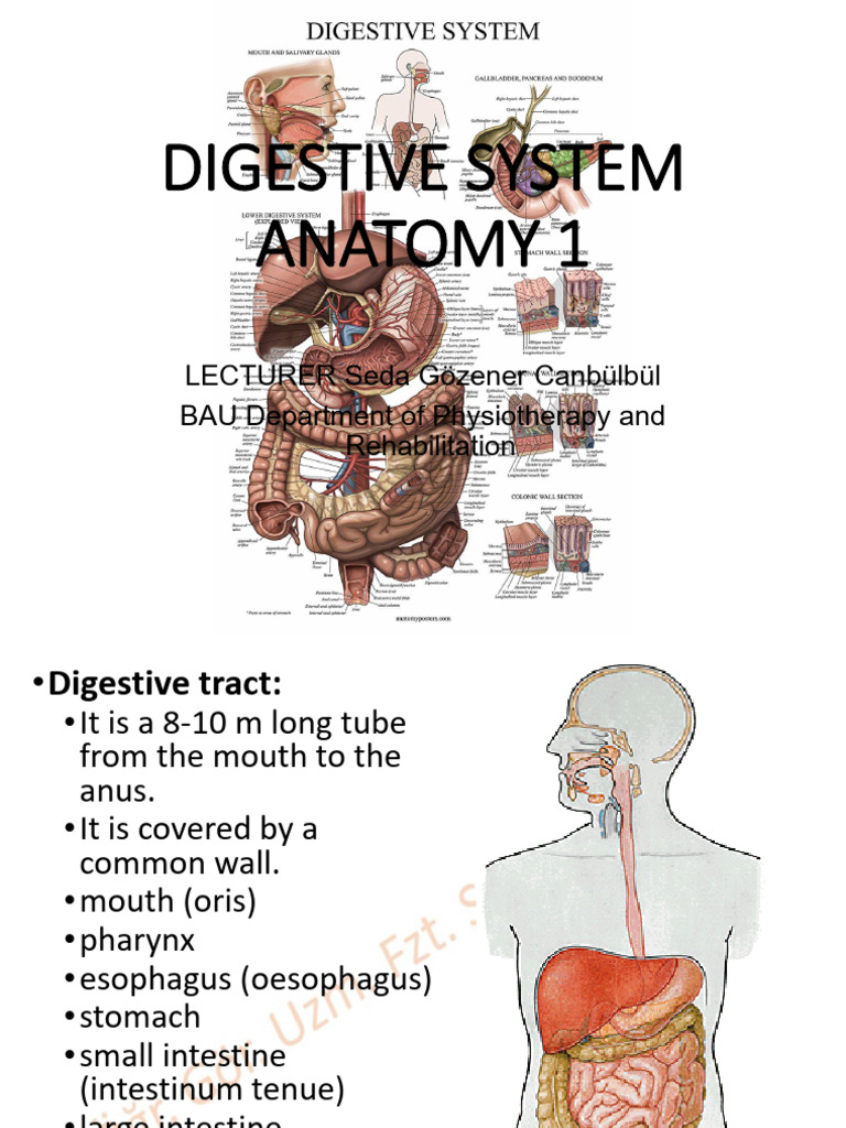 DIGESTIVE SYSTEM ANATOMY simplified (1) | PDF | Peritoneum | Tongue