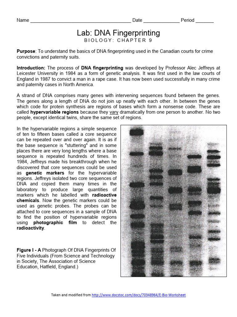 DNA Fingerprint LAB 2022 | PDF | Dna Profiling | Dna