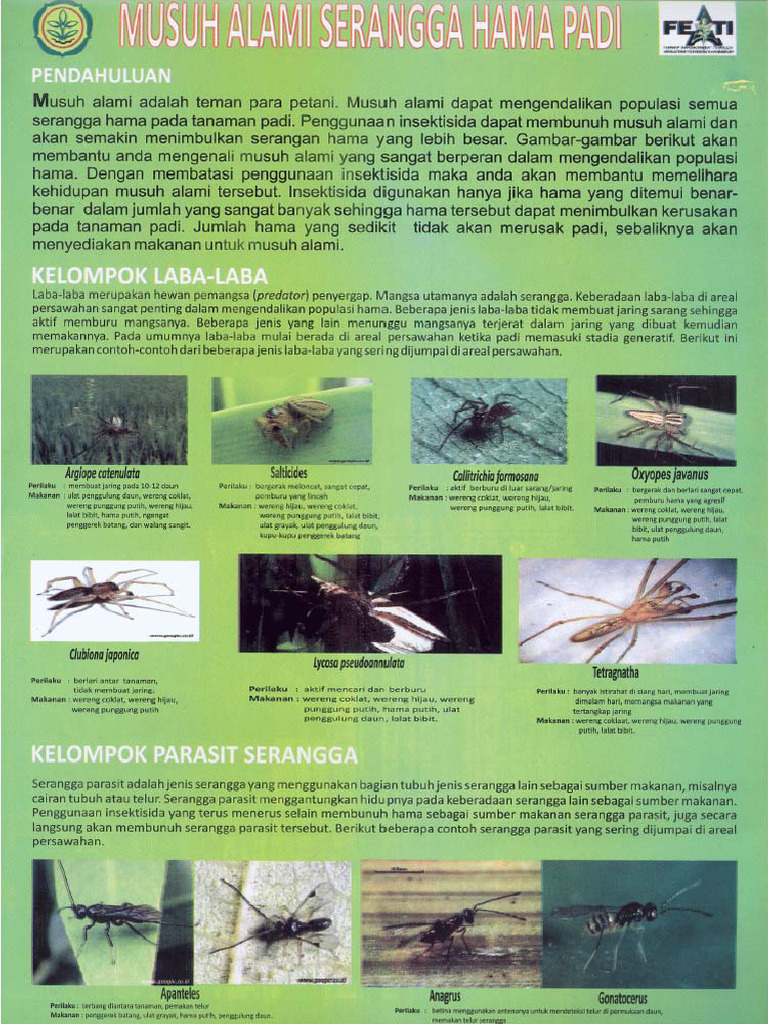 Musuh Alami Serangga Hama Padi-Balai Pengkajian Teknologi Pertanian ...
