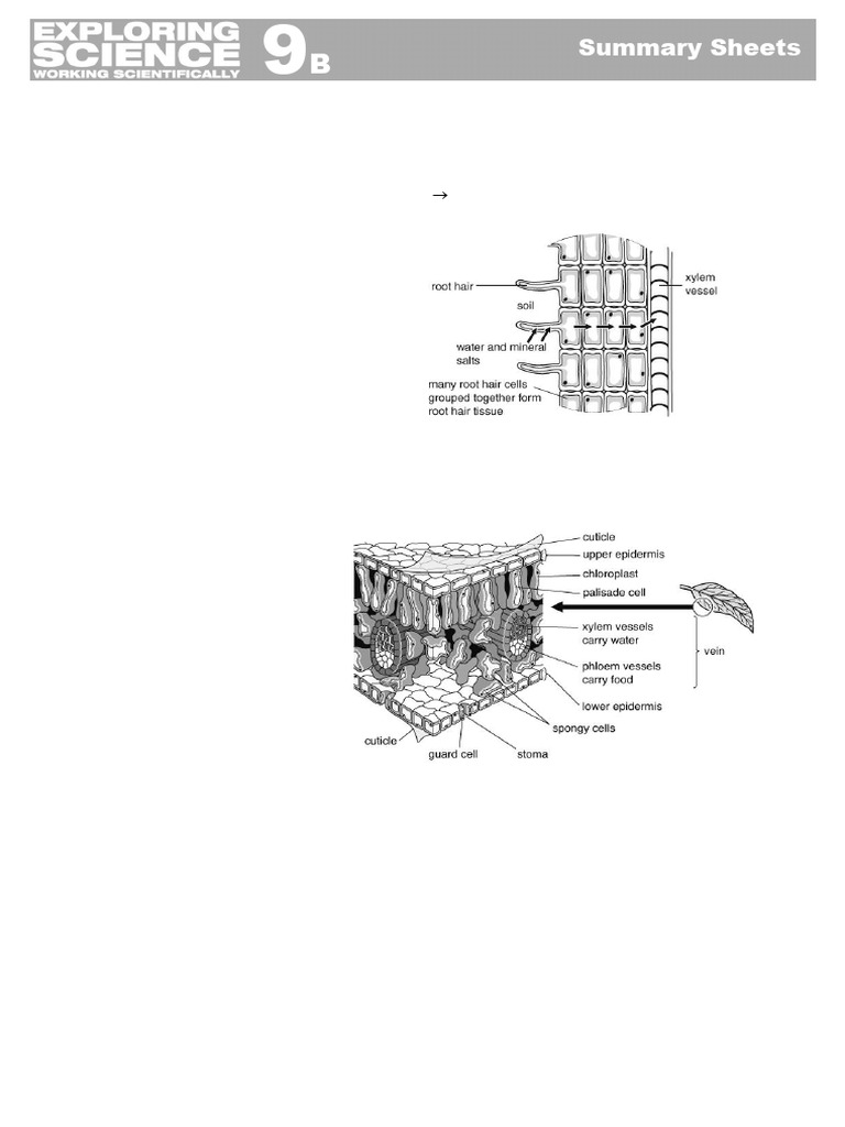 Science Y9 9B Summary Sheets | PDF | Photosynthesis | Leaf