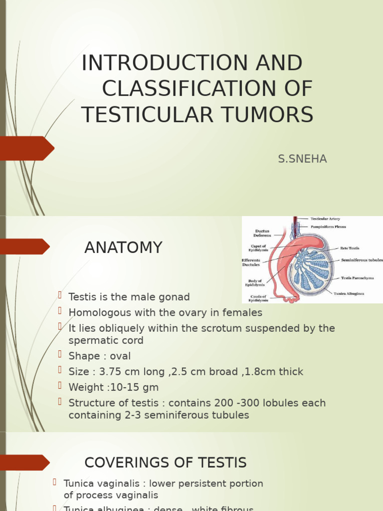 Testicular Tumors: Classification & Overview | PDF
