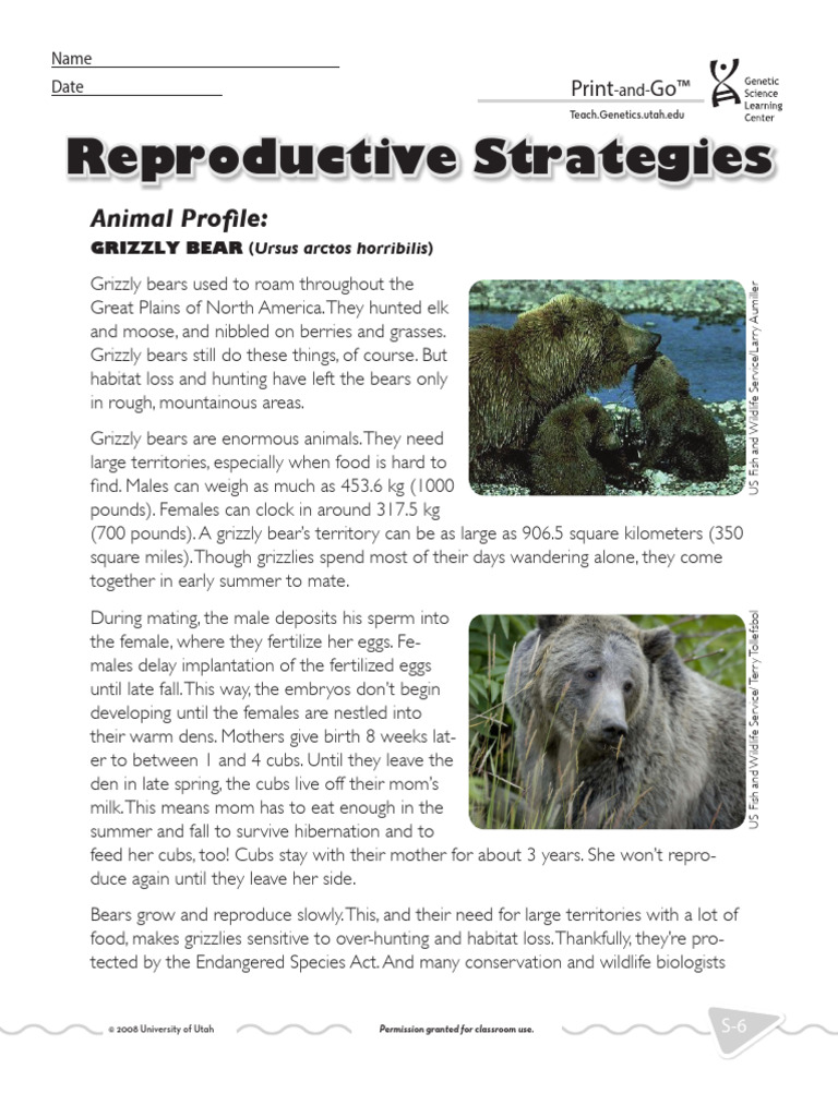 Grizzly Bear | PDF