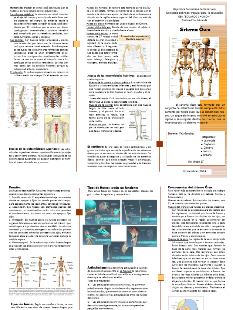 Estructura y Funciones del Sistema Óseo | PDF | Esqueleto | Articulación
