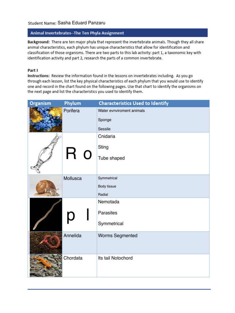 5 10 AnimalInvertebratesTheTenPhyla Worksheet | PDF | Invertebrate ...