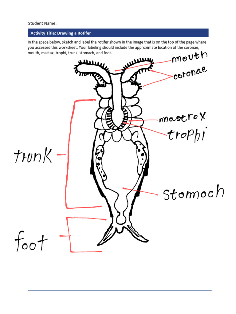 Rotifer Diagram and Labeling Activity | PDF