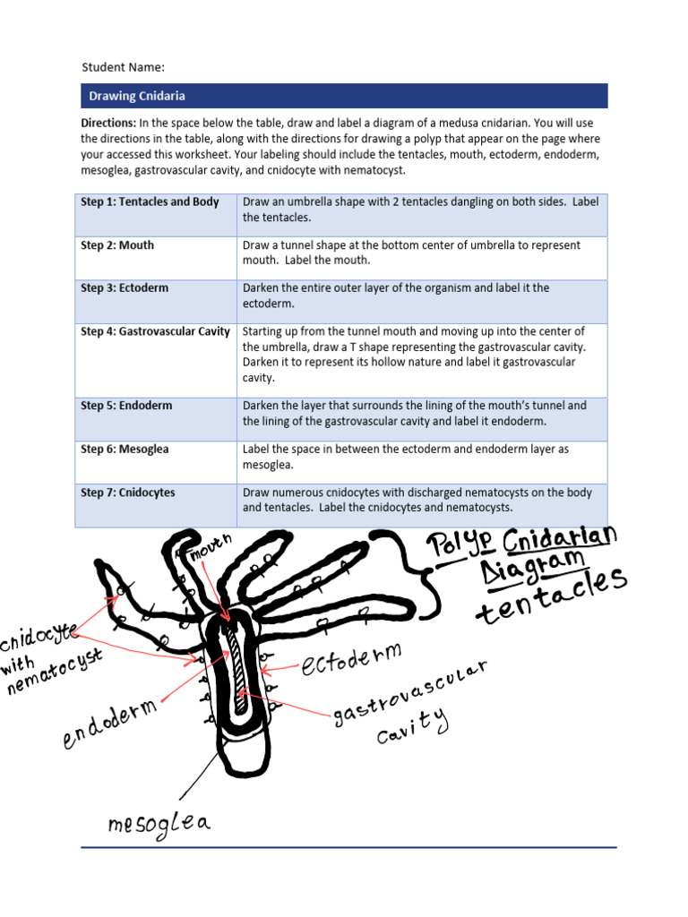 Drawing and Labeling Cnidaria | PDF