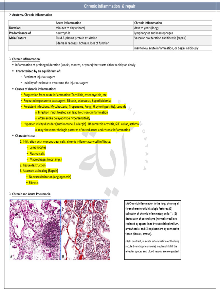 Acute vs. Chronic Inflammation Explained | PDF | Wound Healing | Macrophage