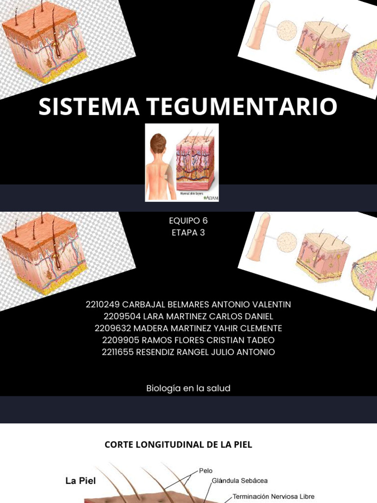 SISTEMA TEGUMENTARIO | PDF | Piel | Sistema tegumentario