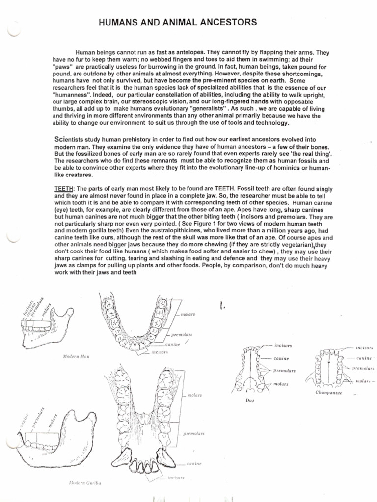2-5 Humans & Animal Ancestors Article | PDF