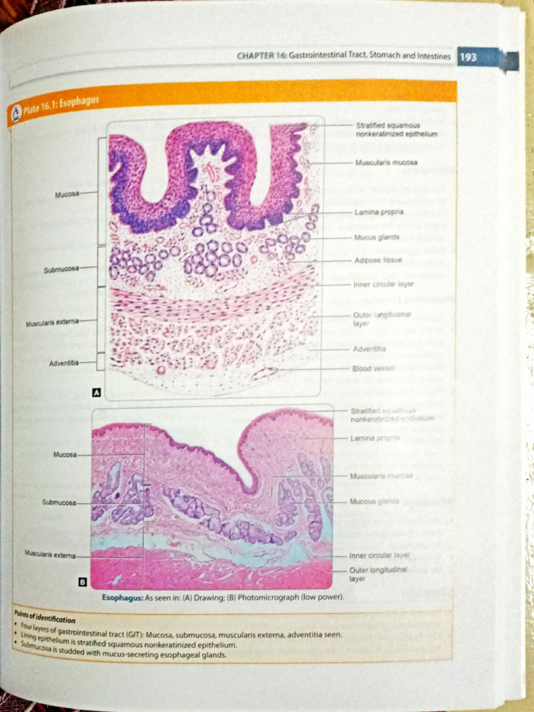 Points of Identification Git, Renal and Reproductive Histology | PDF