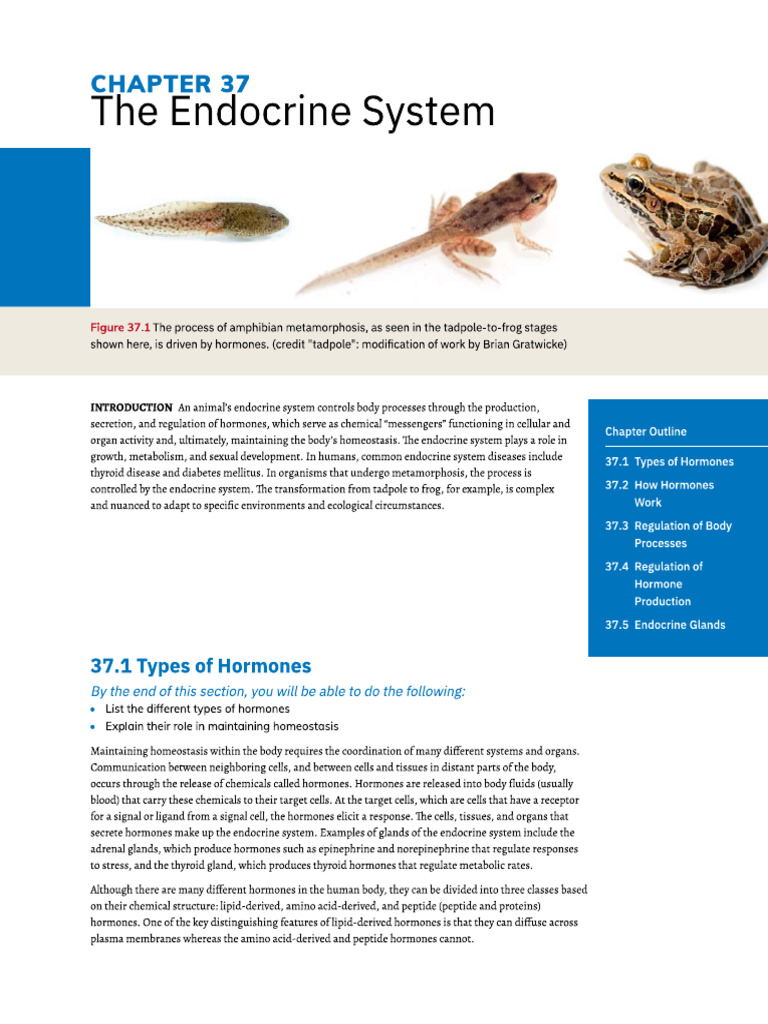 Hormones and Endocrine System | PDF