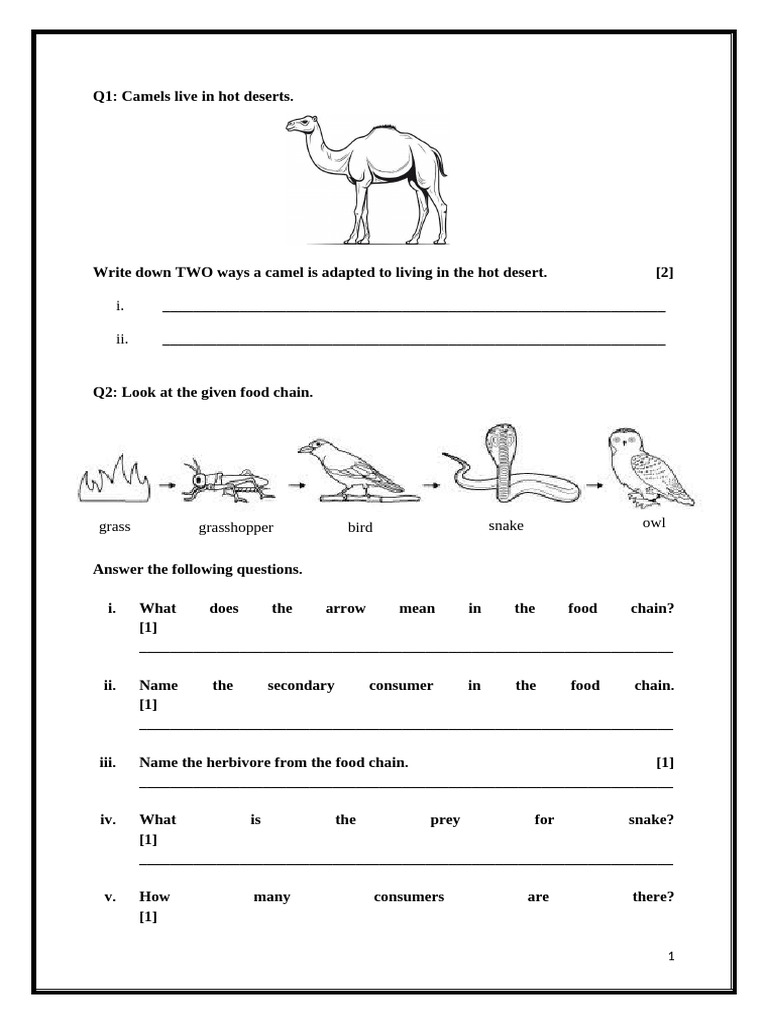 Final Paper 2 (Set 1) 2024 | PDF | Volcano | Rock (Geology)