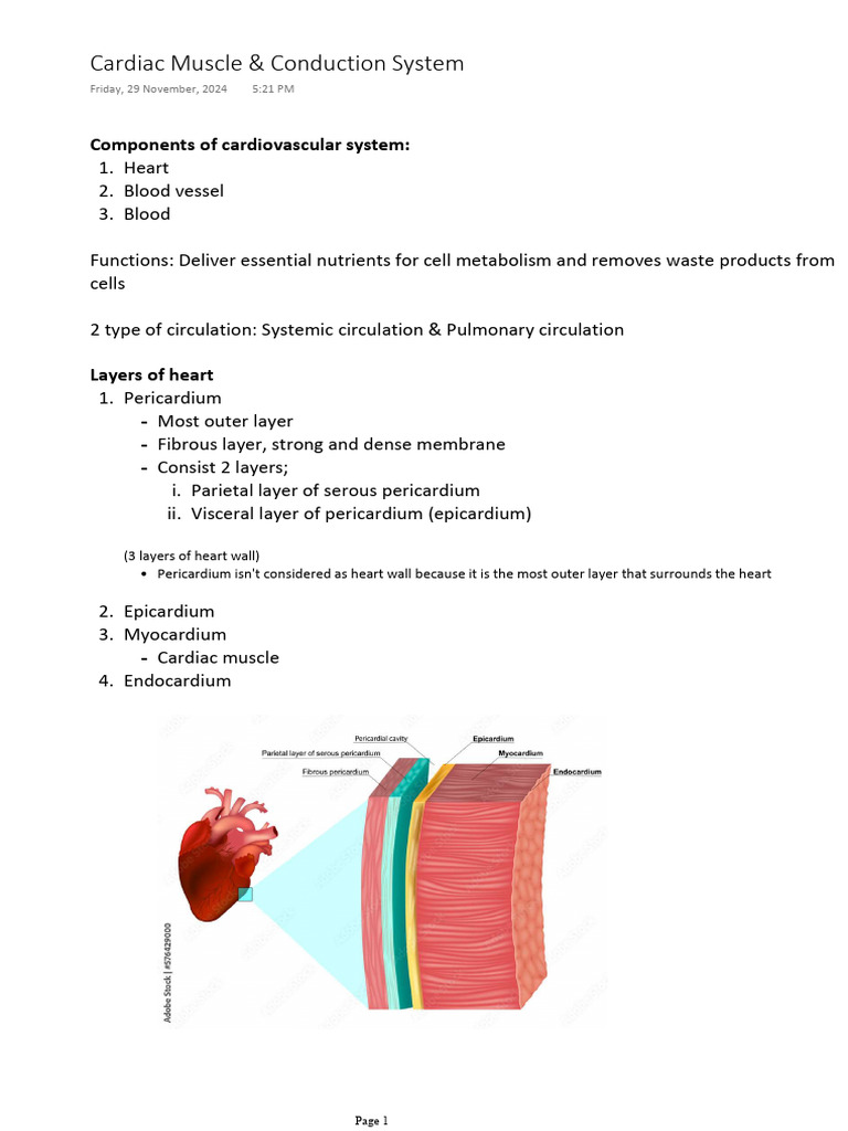(Print) Cardiac Muscle & Conduction System | PDF | Muscle Contraction ...