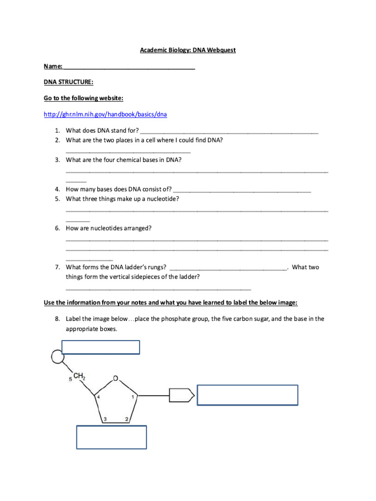 DNA Structure and Function Webquest | PDF