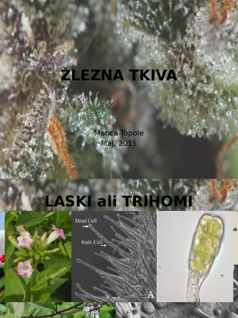ŽLEZNA TKIVA | PDF