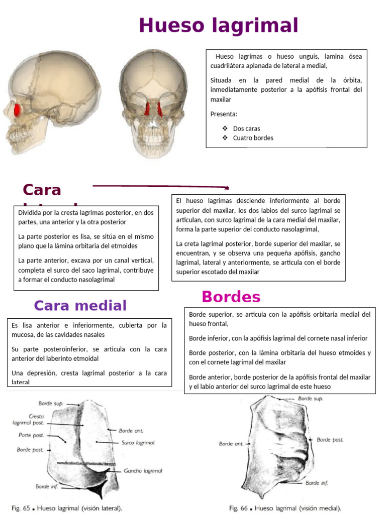 Hueso Lagrimal | PDF | Otorrinolaringología | Anatomía humana