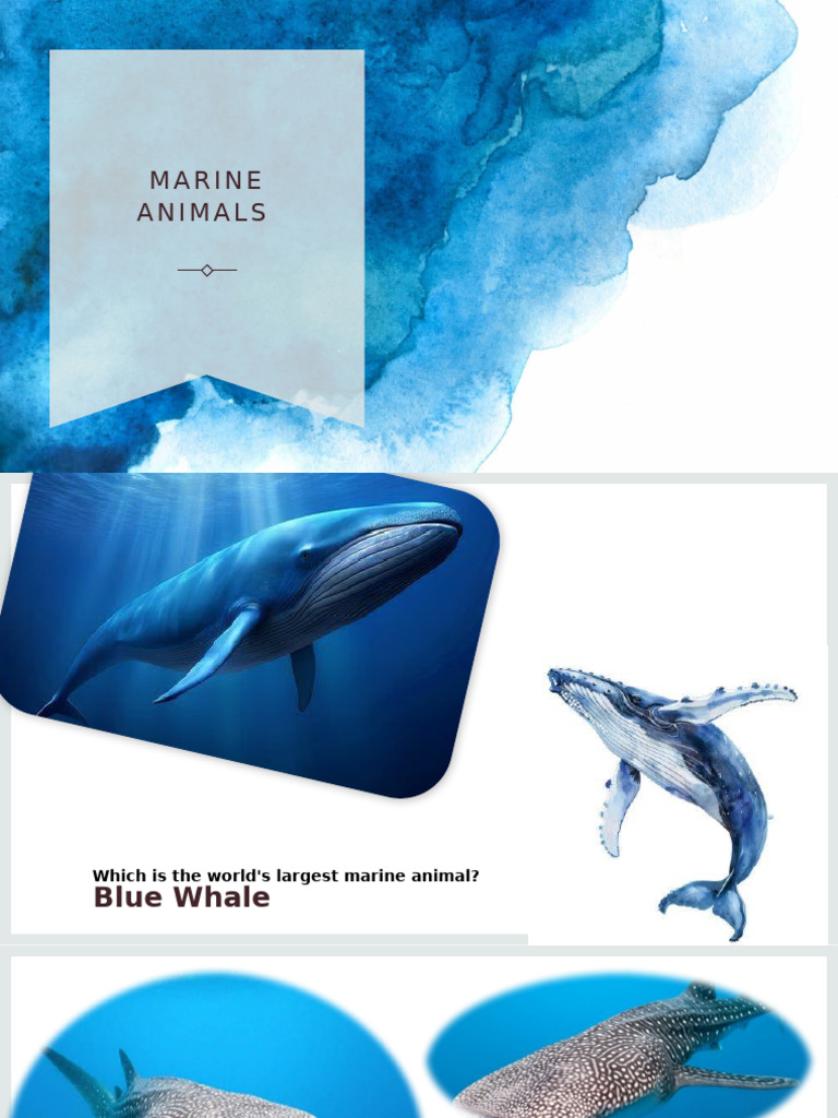 Marine Animals | PDF