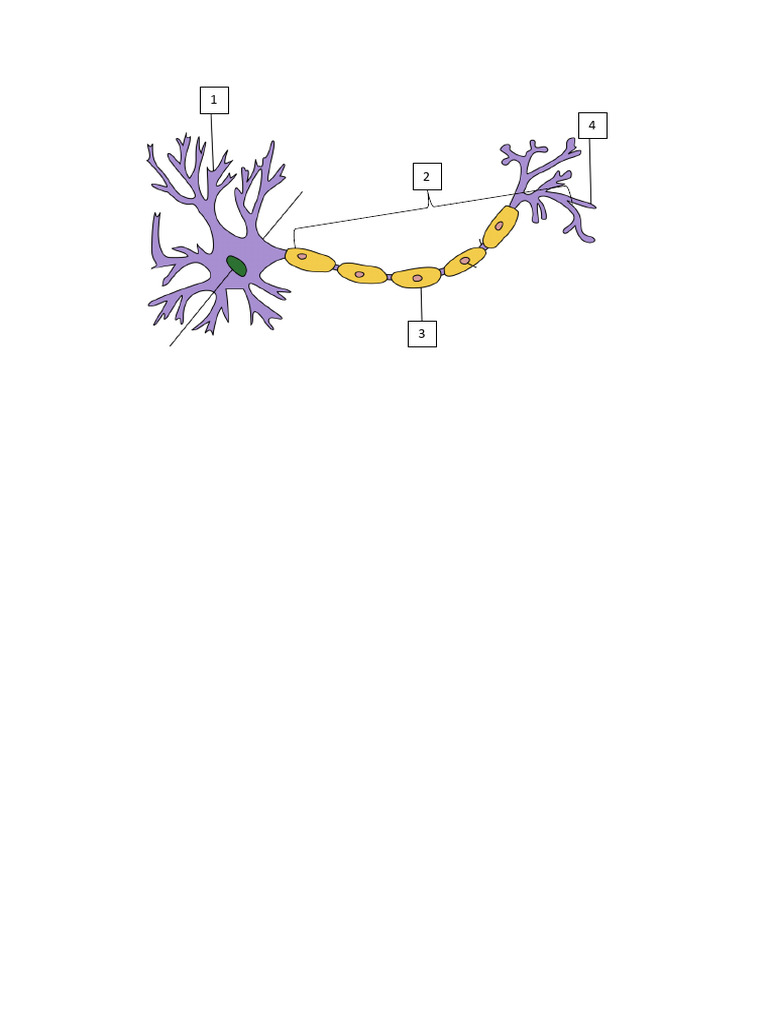 Neurona Muda | PDF