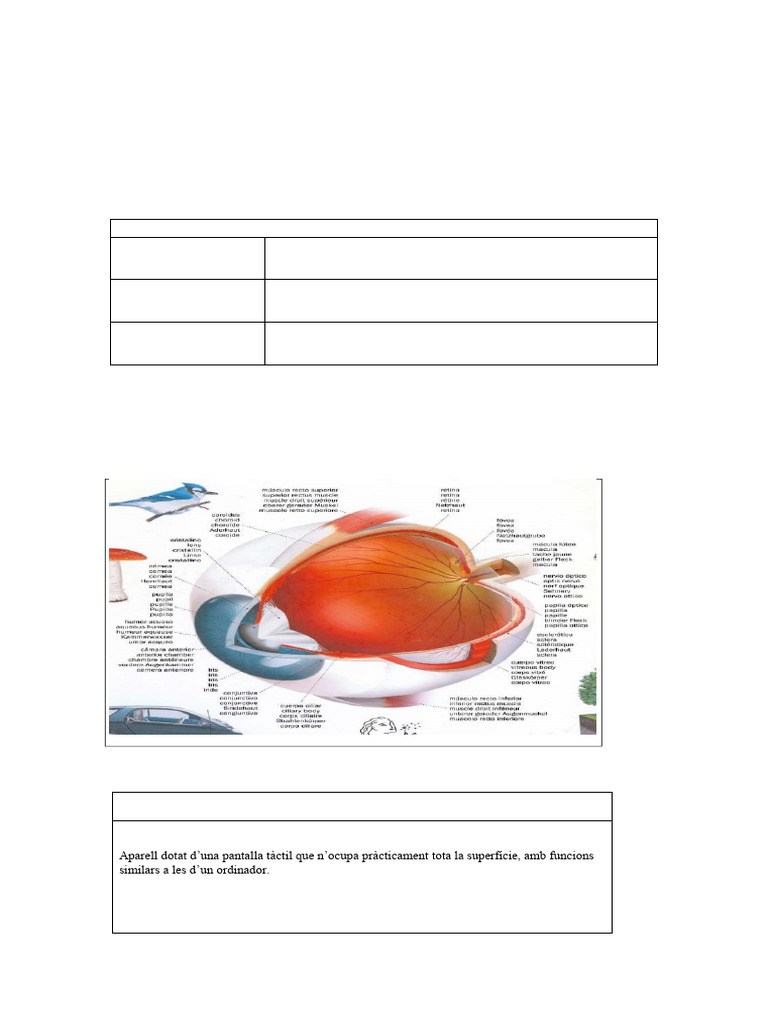 Práctica TEMA 1 | PDF | Diccionario