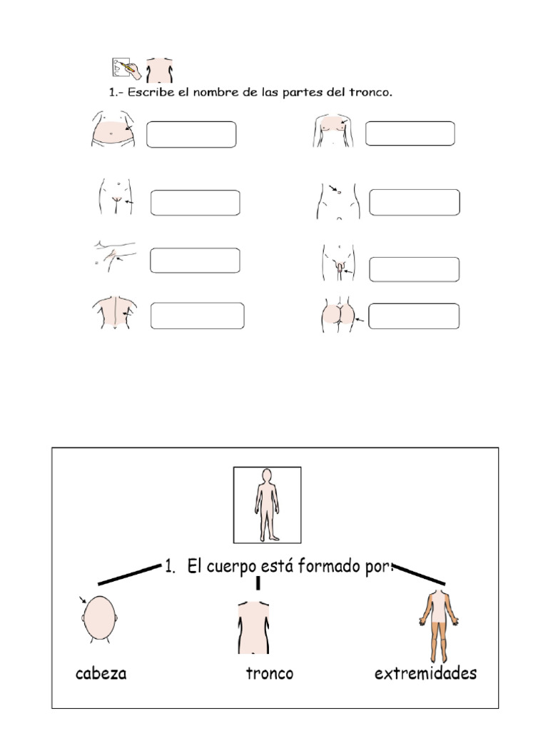 100 Fichas Esquema Corporal | PDF | Pierna humana | Cuerpo humano