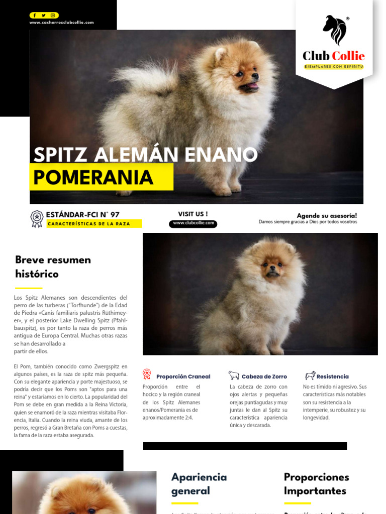 Catalogo Pomerania 2025 - Compressed 1 19 | PDF | Perros | Subespecie De Canis Lupus