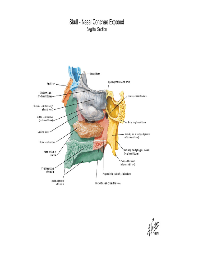 P 6B Skull (nasal conchae) | PDF