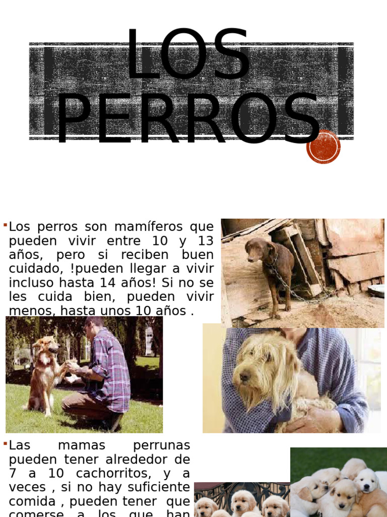 Los Perros | PDF