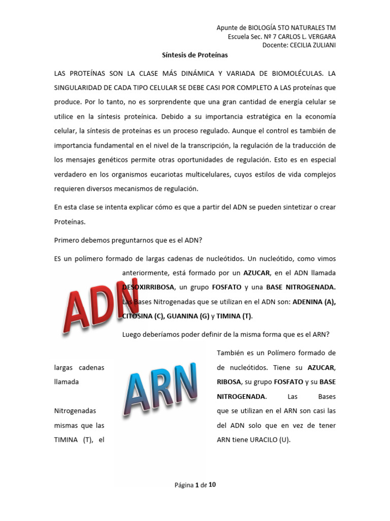 Síntesis de Proteínas: ADN y ARN | PDF | Rna | Messenger Rna