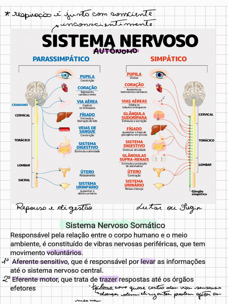 Psicofisiologia - Henrique - 240925 - 200015 | PDF