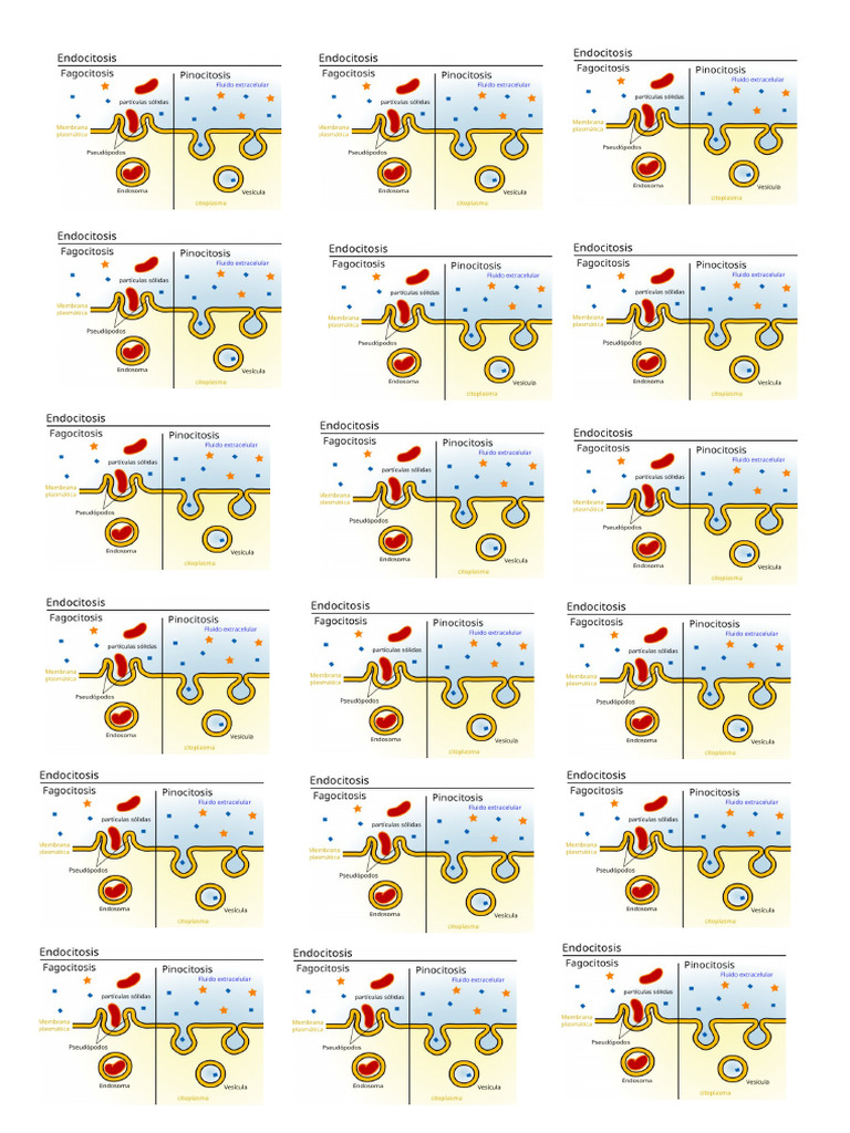 Endocitosis | PDF