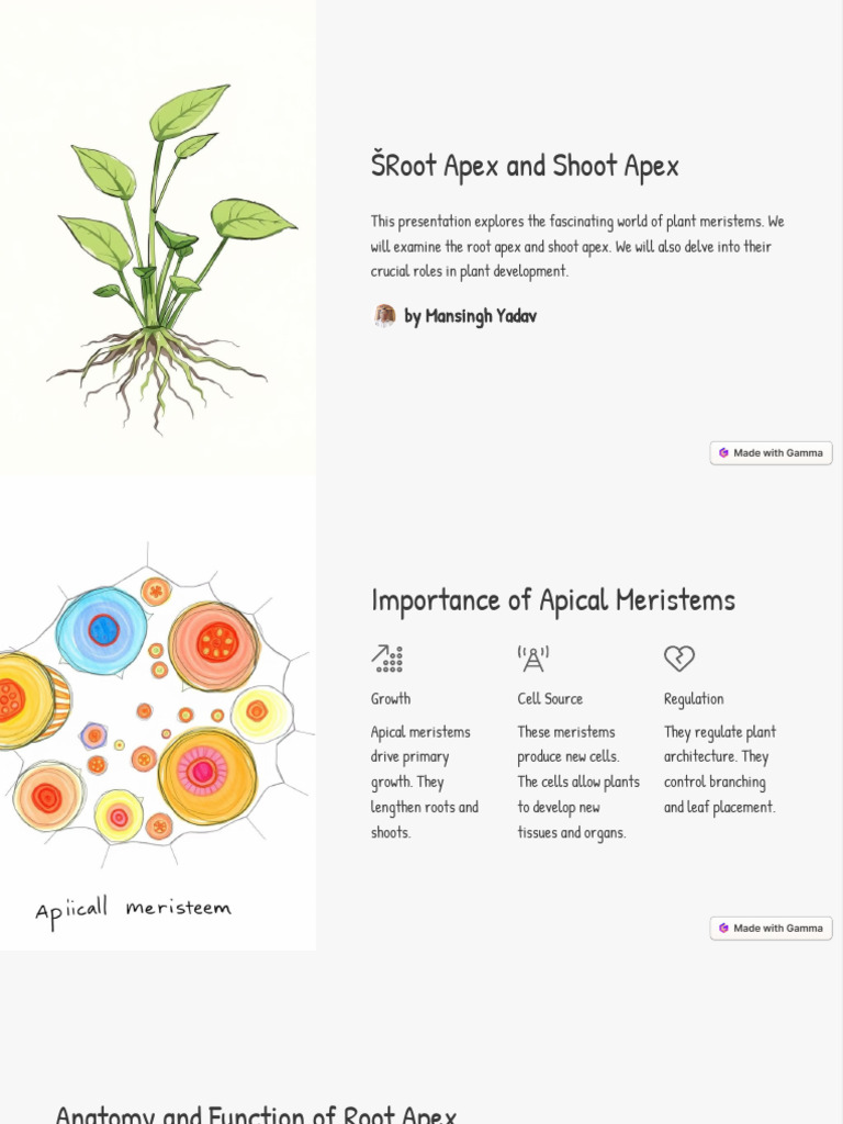 Understanding Root and Shoot Apex | PDF | Root | Organisms