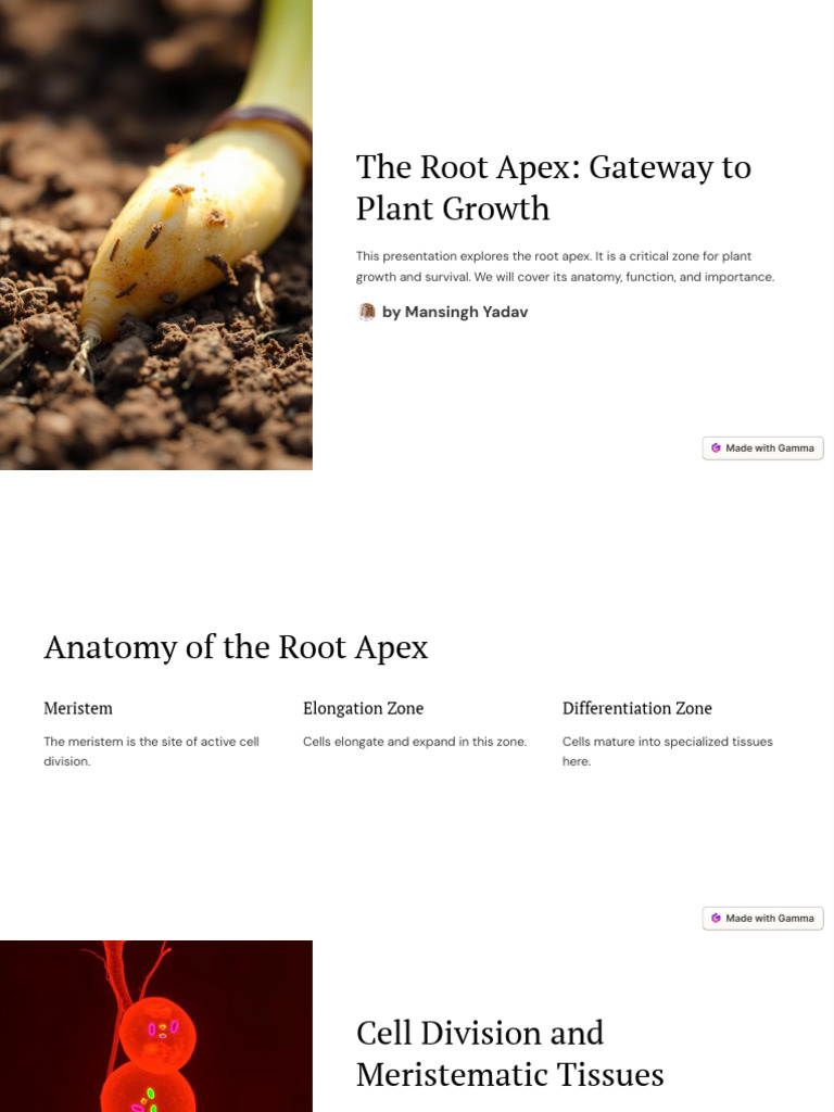 Importance of the Root Apex in Plants | PDF
