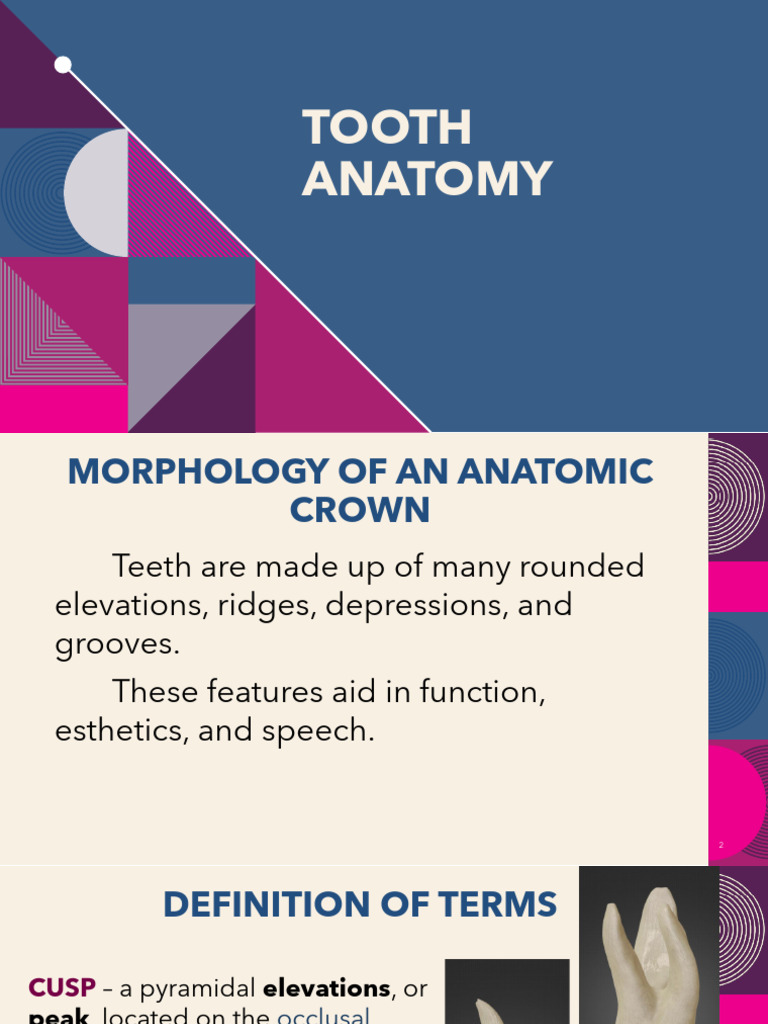 L11 Tooth Anatomy 2 | PDF | Dentistry | Mouth