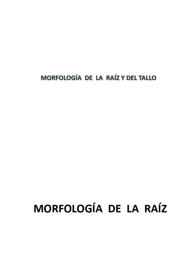 Morfología de Raíces y Tallos en Botánica | PDF | Tallo de la planta | Raíz