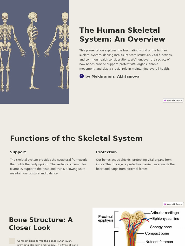 The Human Skeletal System An Overview | PDF | Bone | Vertebral Column