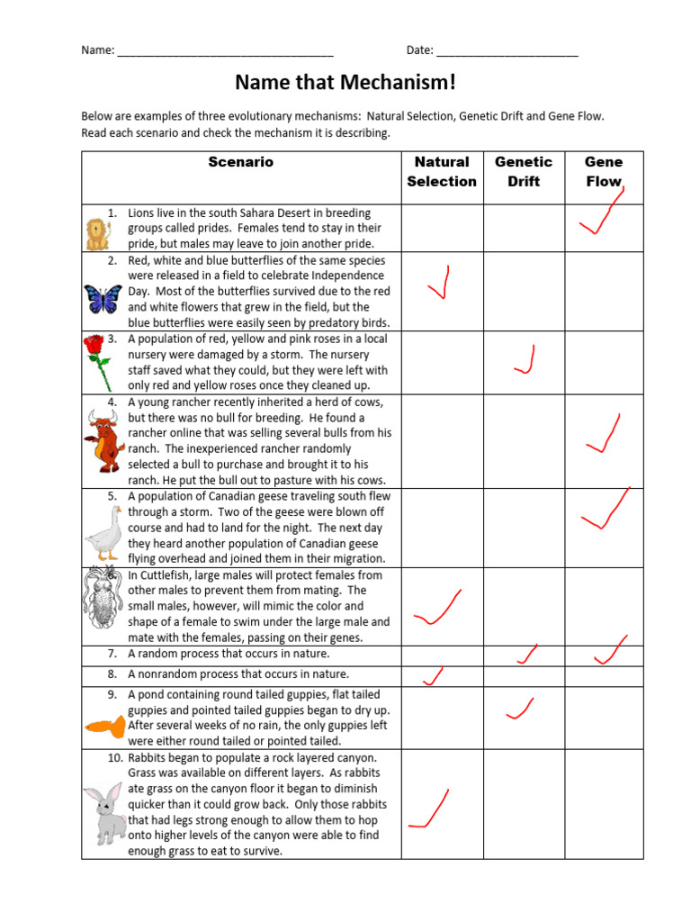 Evolutionary Mechanisms Explained | PDF | Bull | Natural Selection