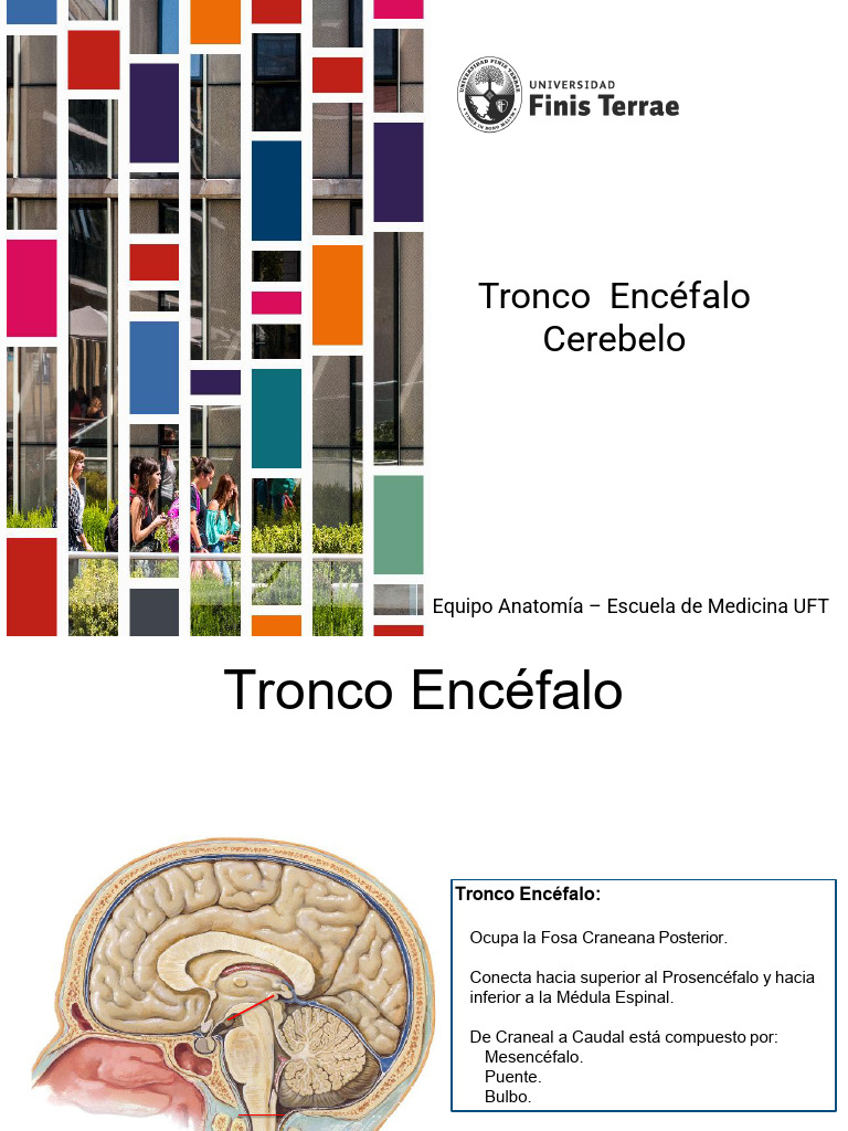 Clase Tronco Encefalo Cerebelo | PDF