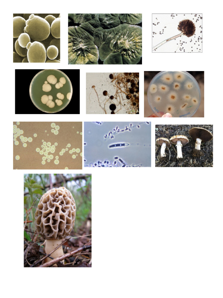FUNGI | PDF