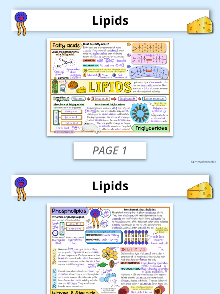 08 Lipids Doodle Notes - SN | PDF