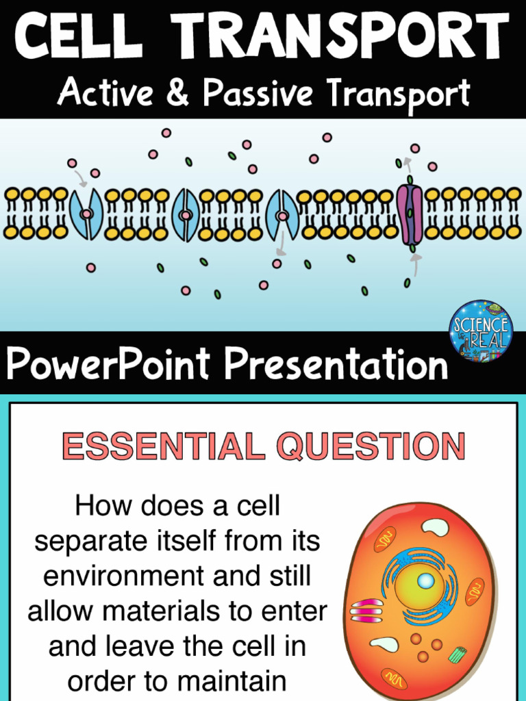 Cell Transport PowerPoint | PDF