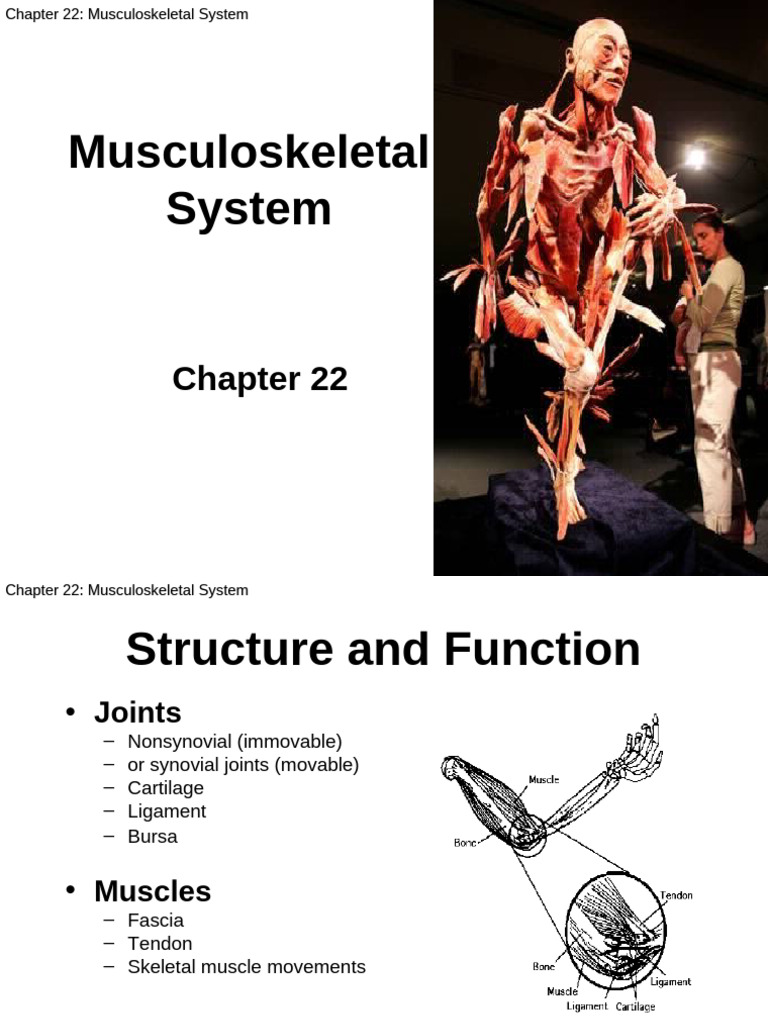 Musculoskeletal System Overview | PDF | Vertebral Column | Anatomical ...