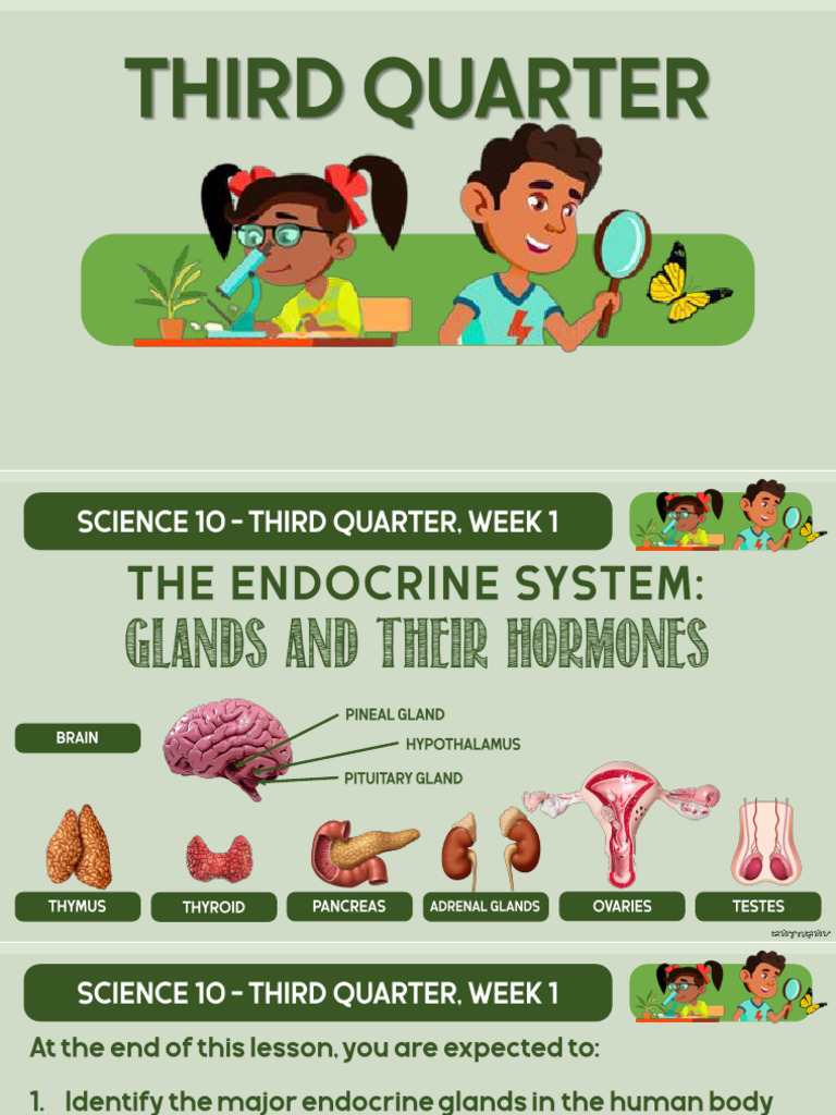 Q3 1. the Endocrine System Glands and Their Hormones | PDF