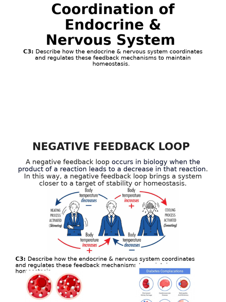 Endocrine Nervous System Reviewer | PDF