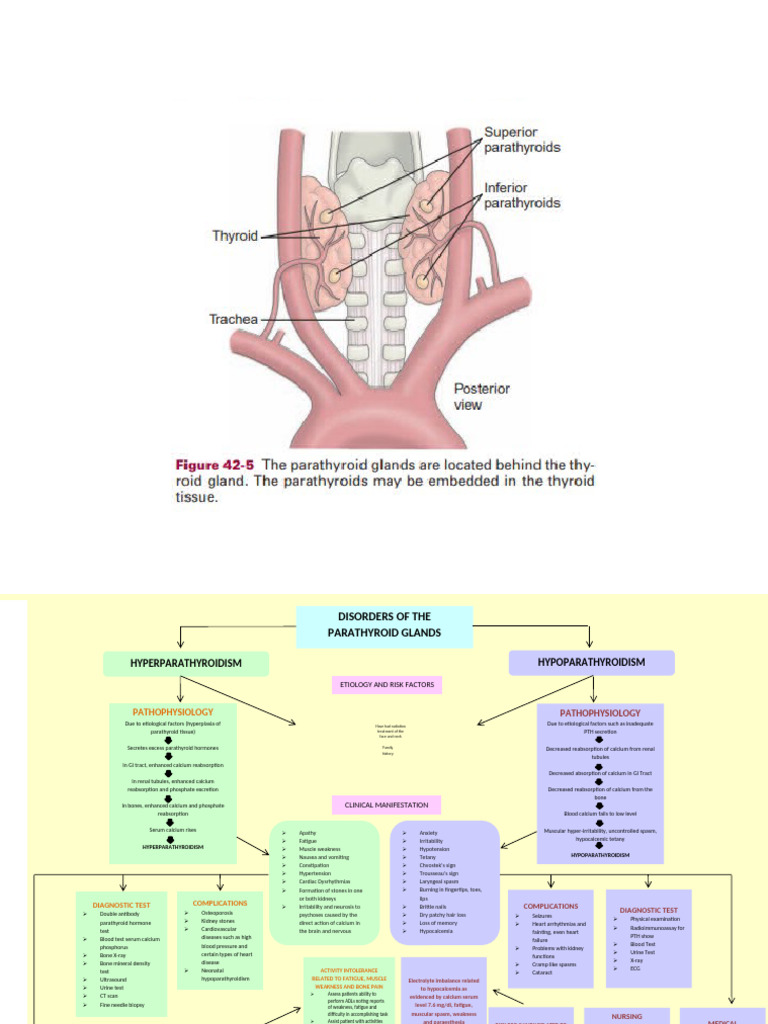 Hyper vs Hypo Parathyroidism Overview | PDF | Clinical Medicine ...
