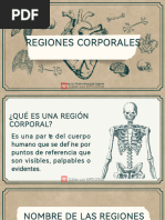 Términos de Lateralidad en Anatomía | PDF | Términos anatómicos de ...
