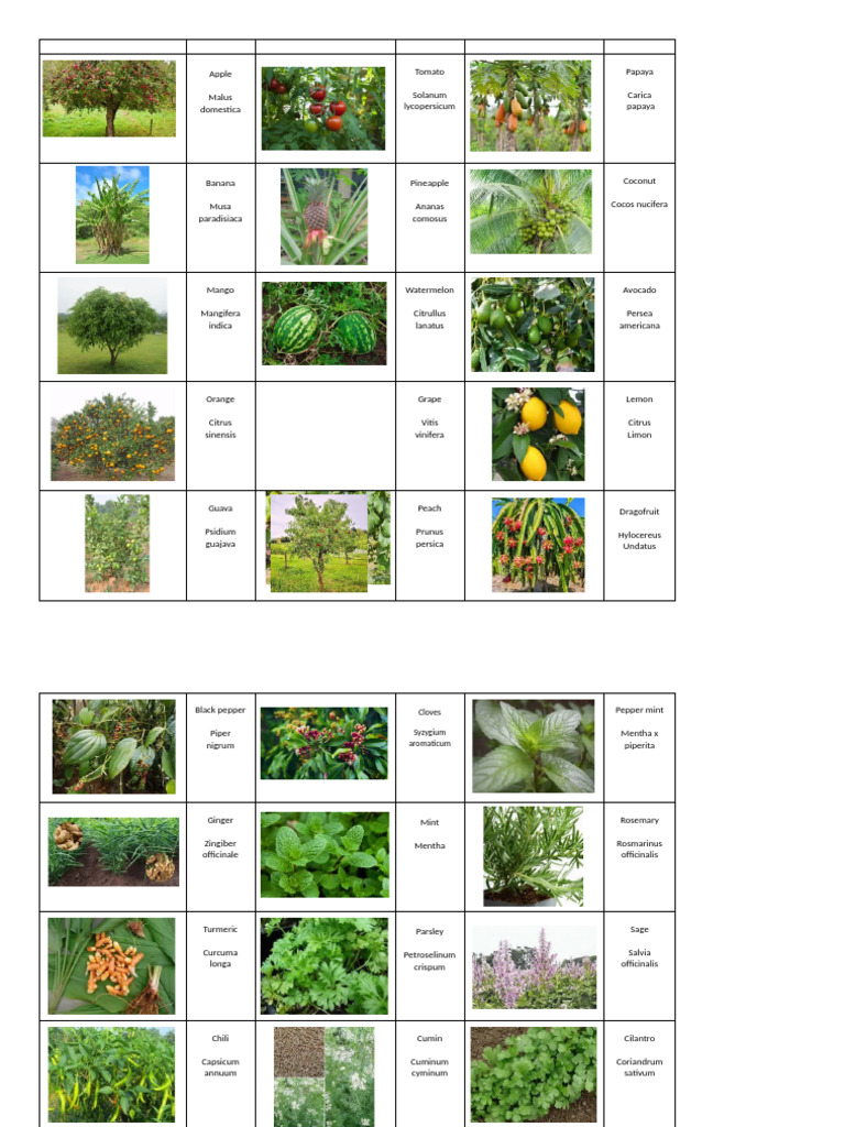 Agronomical Crops With Scientific Names and Pics | PDF | Bean | Cucurbita
