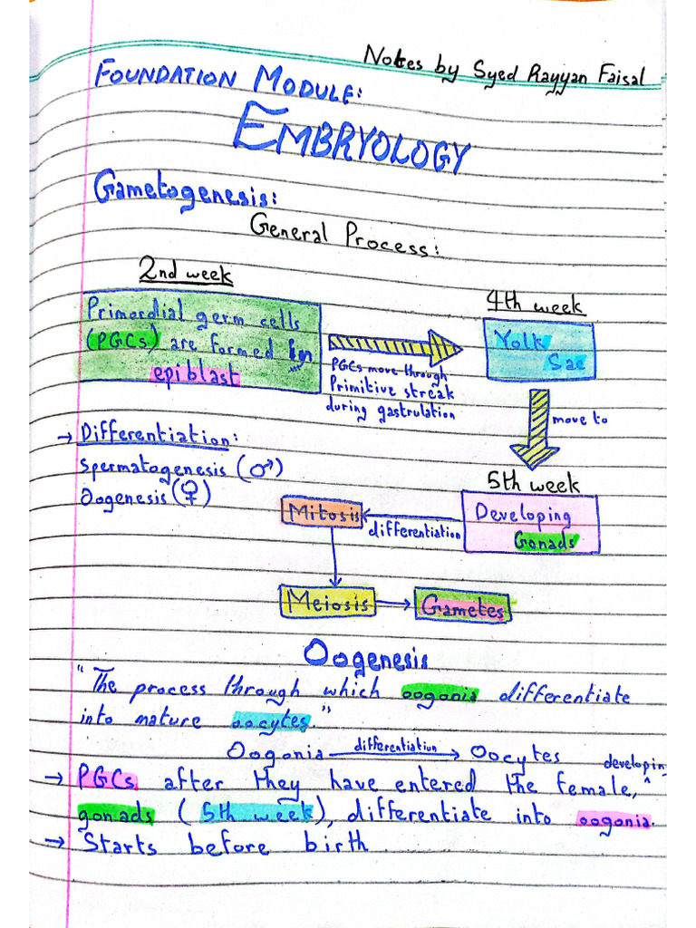 Foundation Embryology Notes by Rayyan | PDF