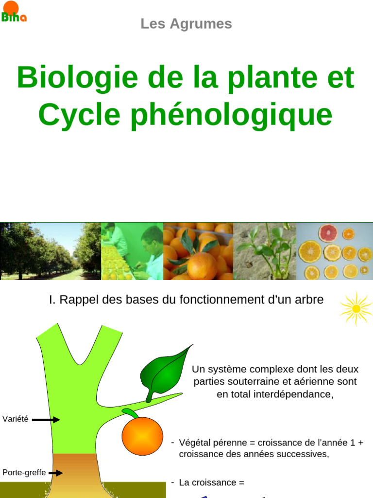 Biologie et Cycle des Agrumes en Détail | PDF | Racine | Arbres