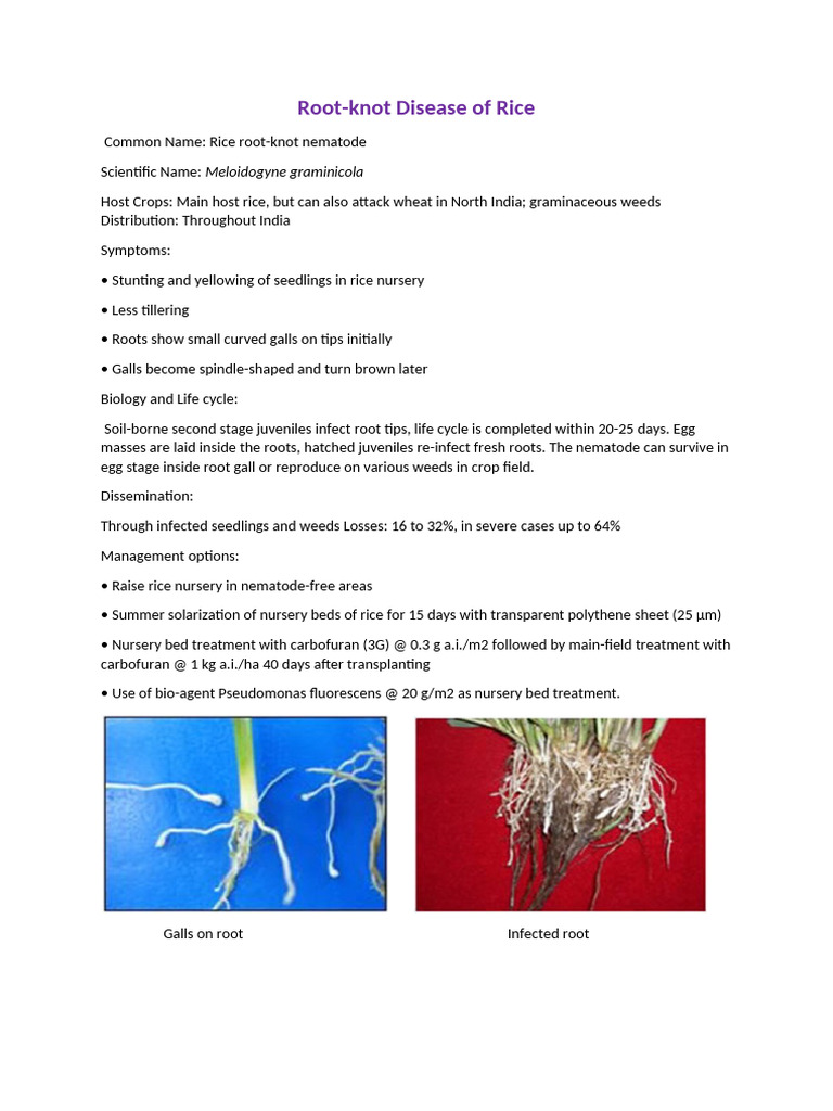 Lecture On Root Knot Disease of Rice and Ufra Dsisease | PDF | Rice | Plant Nursery